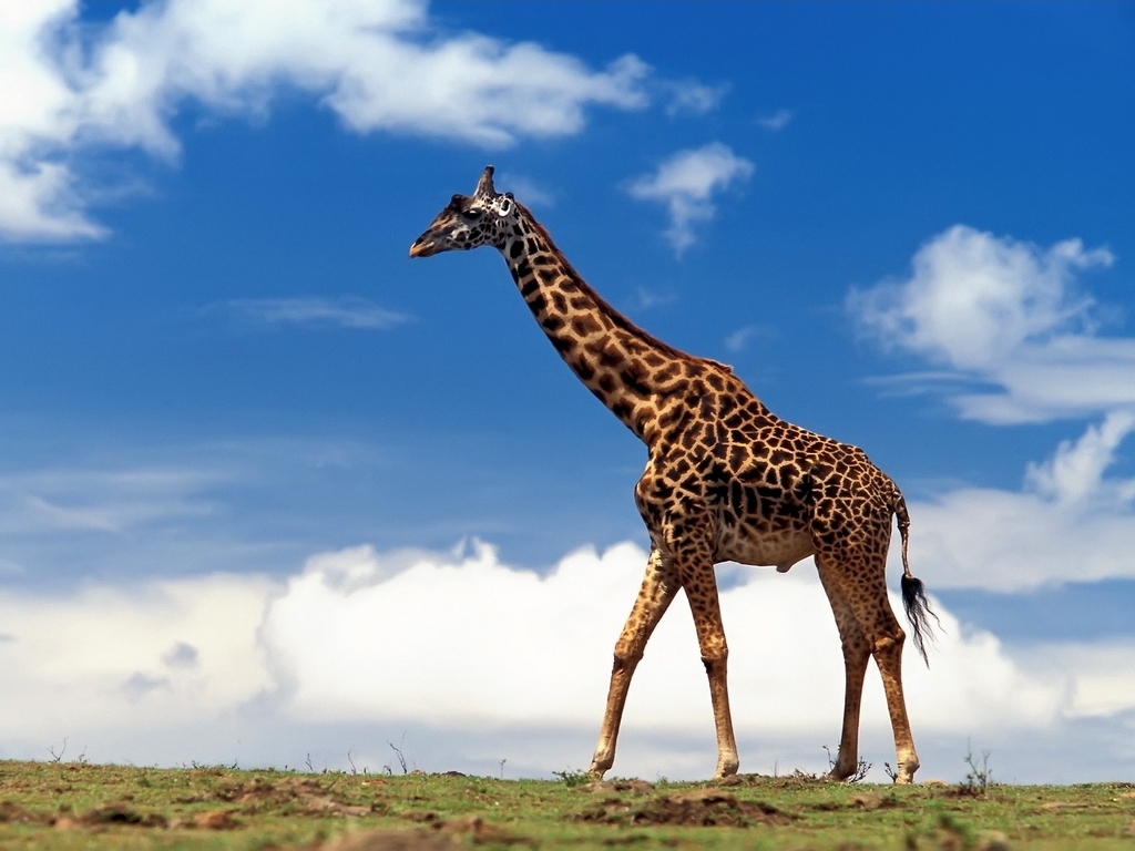 La Jirafa, en la lista de animales en peligro de extinción - VERACIDAD ...